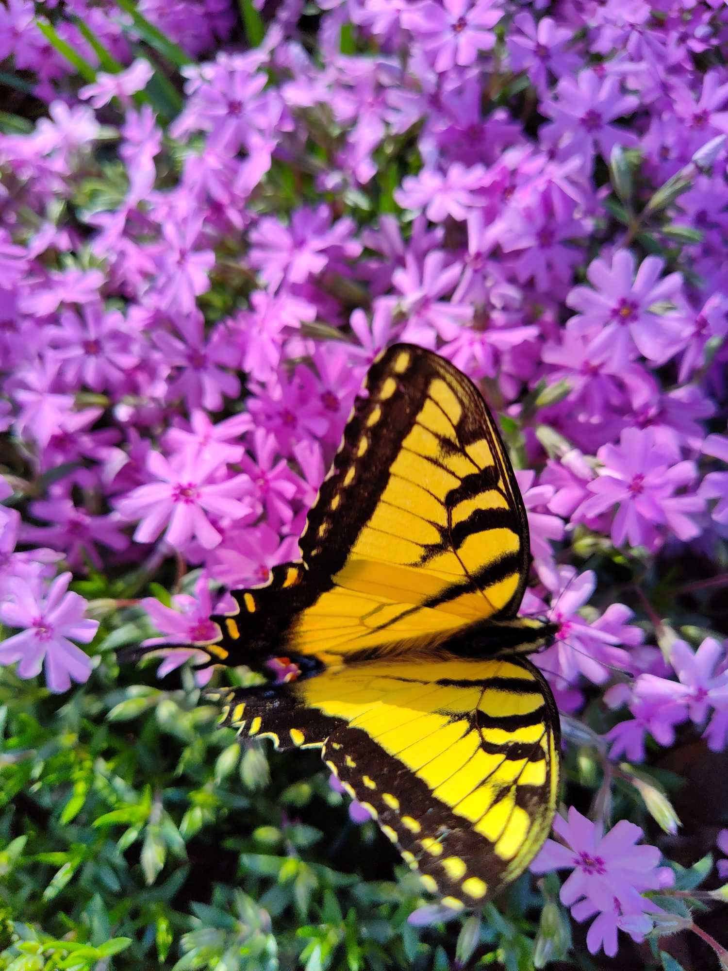 The chickweed jungle and the clover forest – Lisa Ledbetter
