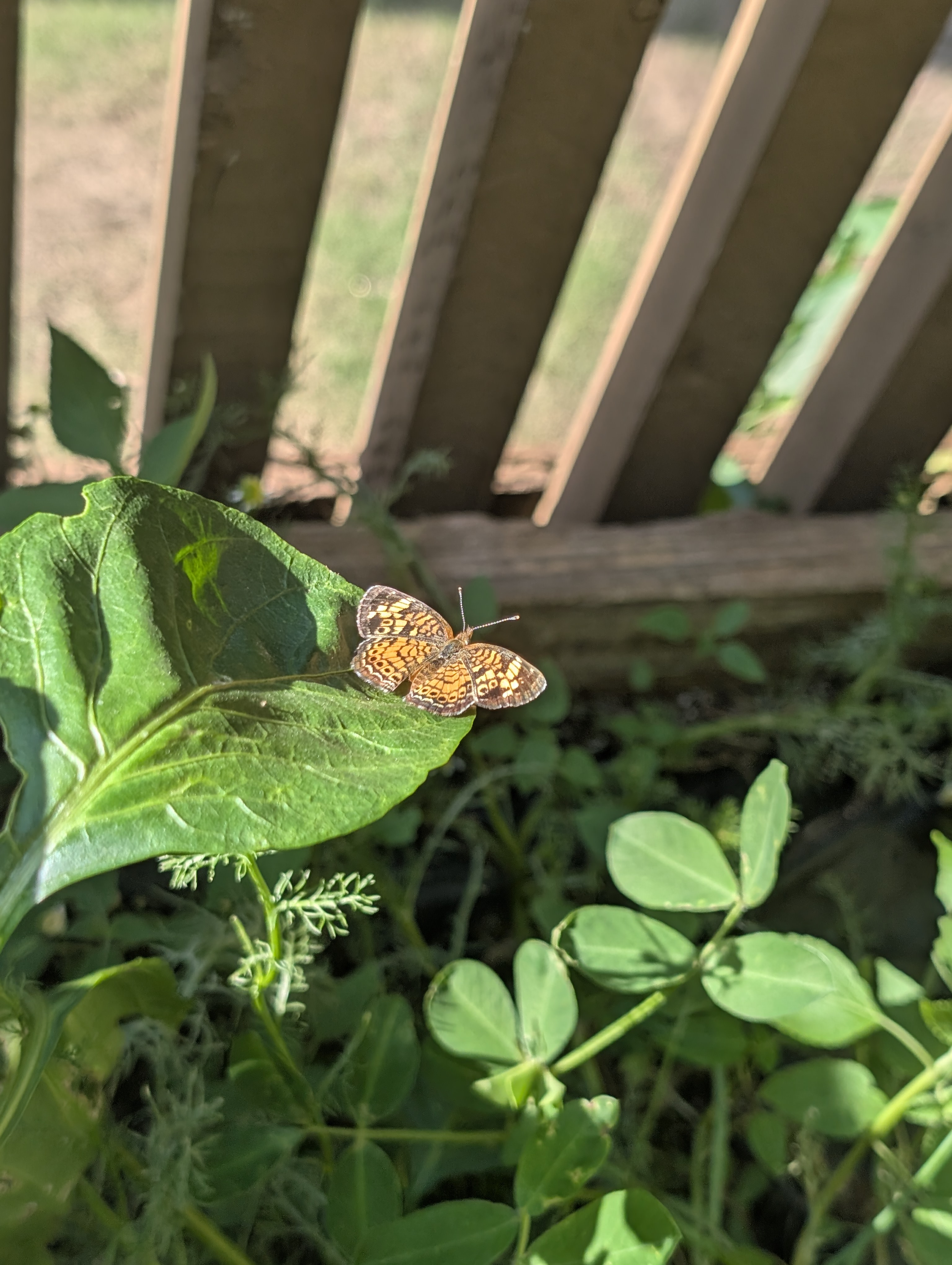 Pearl Crescent – Lisa Ledbetter