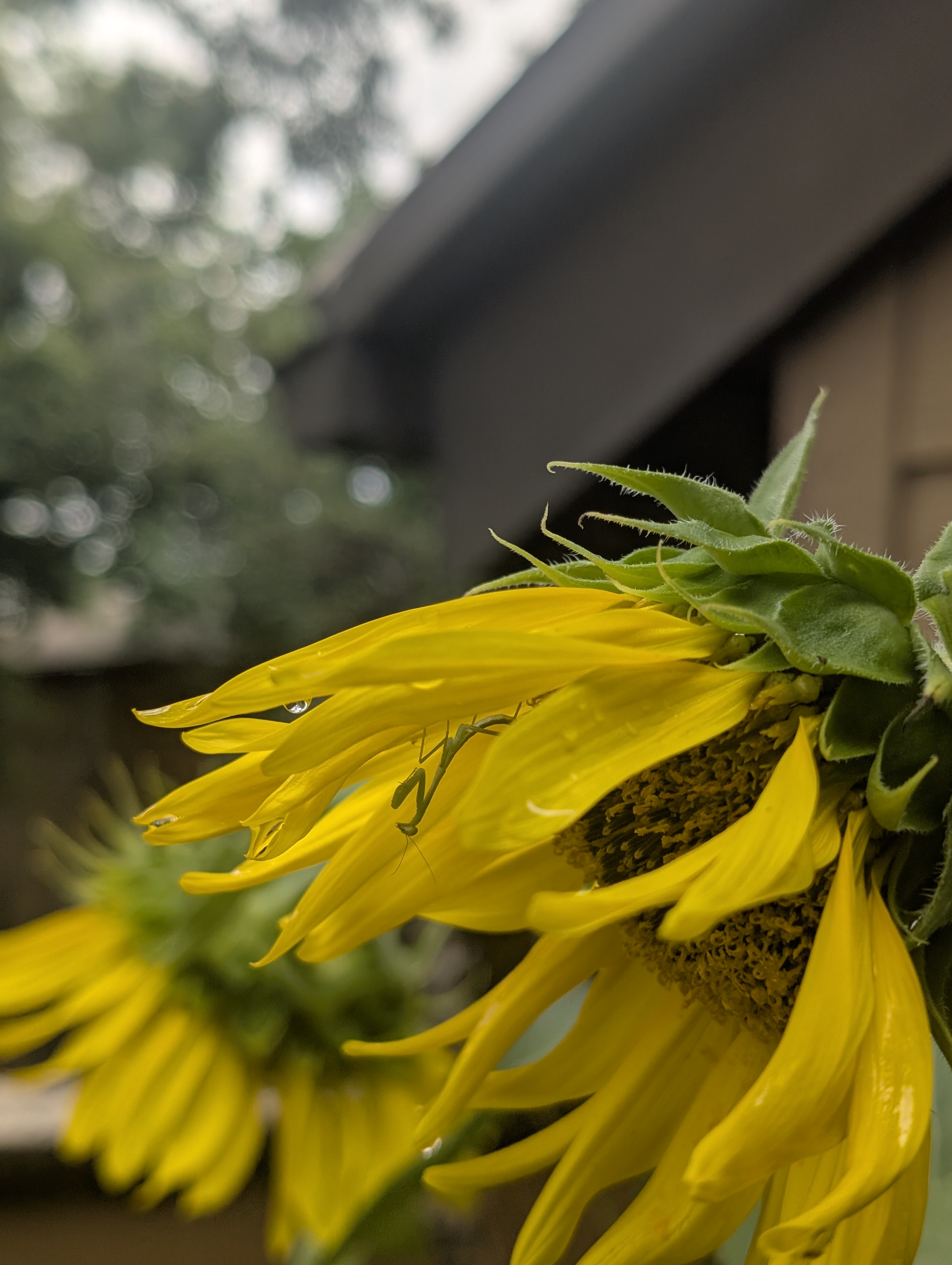 Praying Mantis – Lisa Ledbetter