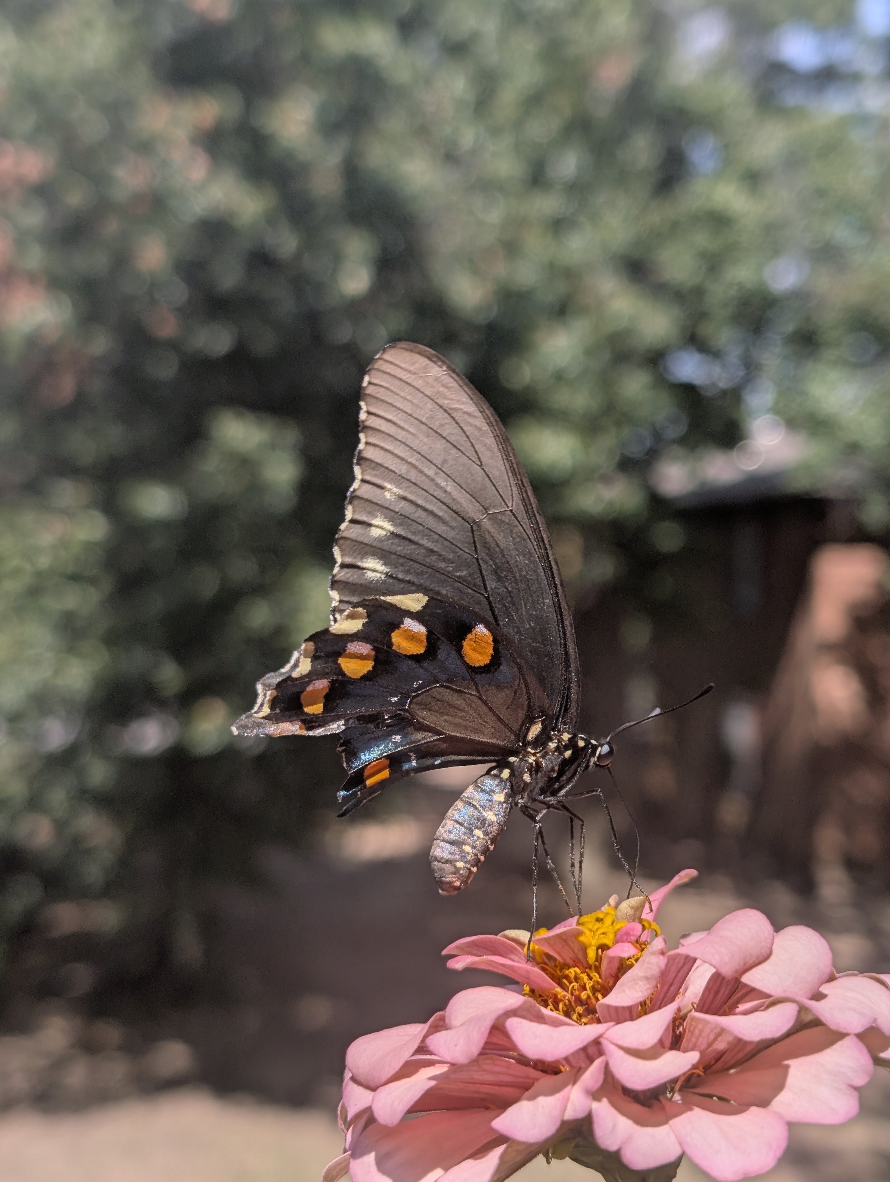 Pipevine Swallowtail – Lisa Ledbetter