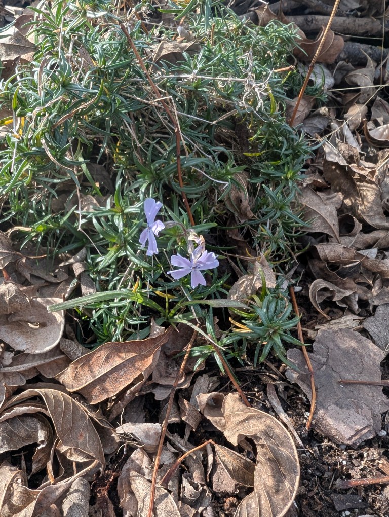 Phlox – Lisa Ledbetter
