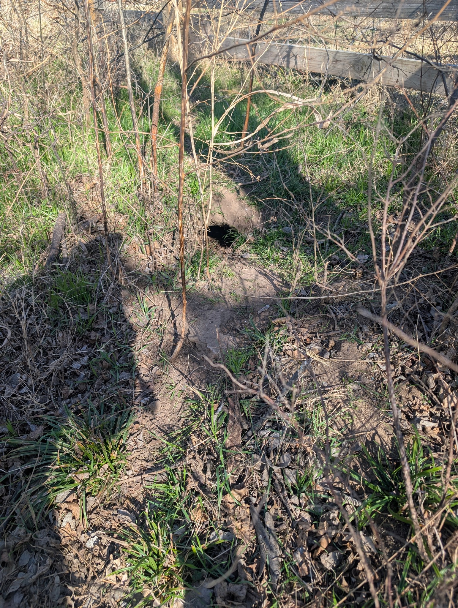 Asparagus in January – Lisa Ledbetter